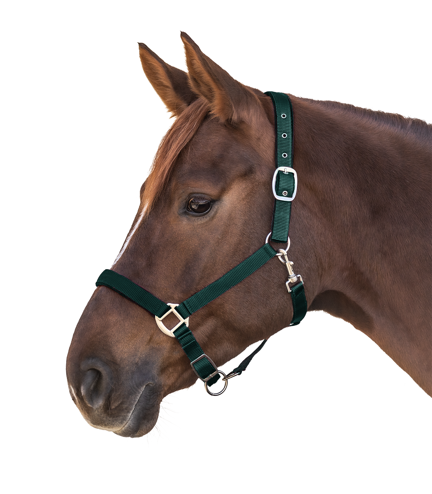 Halters, Ropes, Tie Ropes | get information online