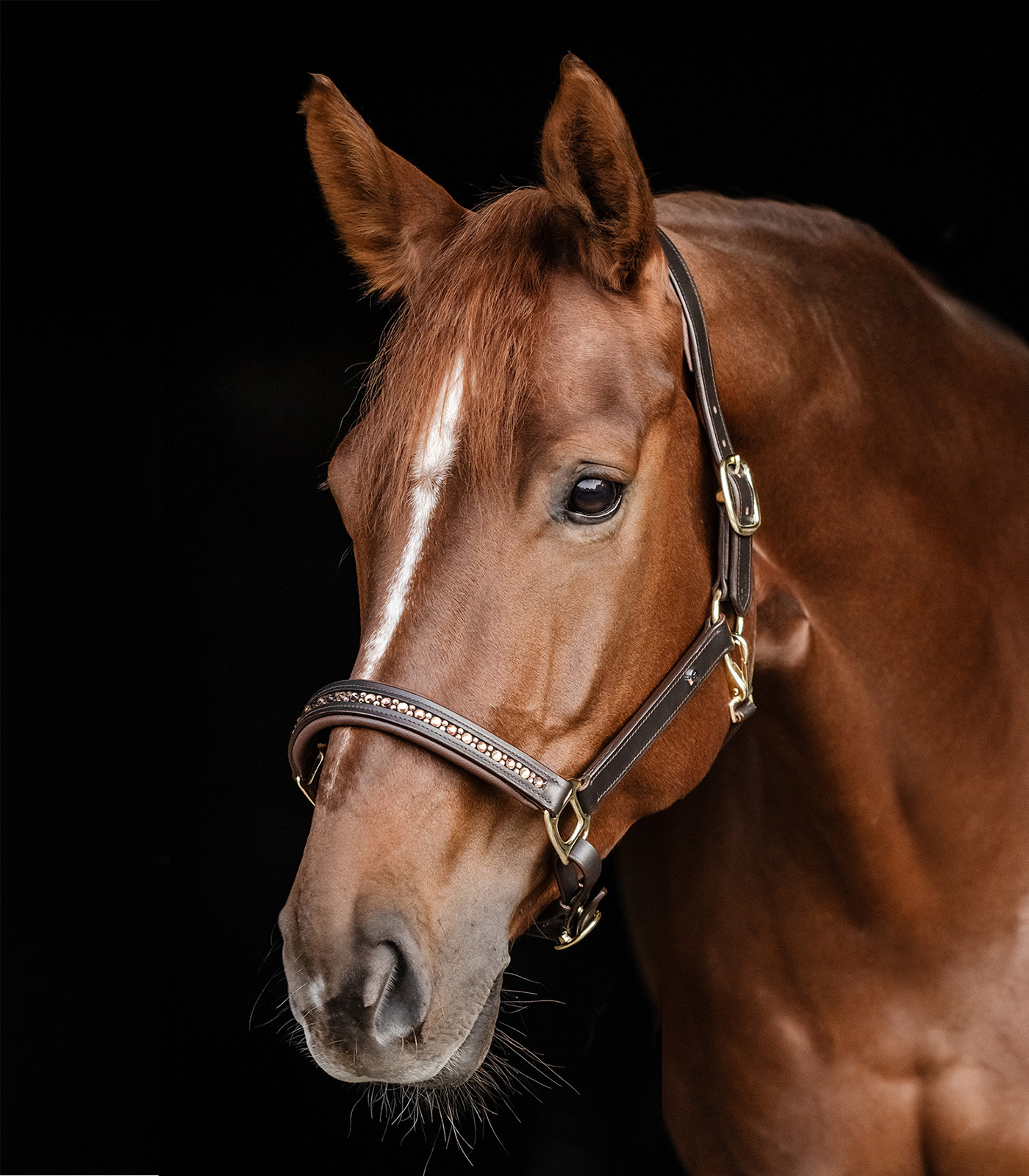 Waldhausen X-Line leather halter Crystal | brown/gold | PON | 9580930-PON