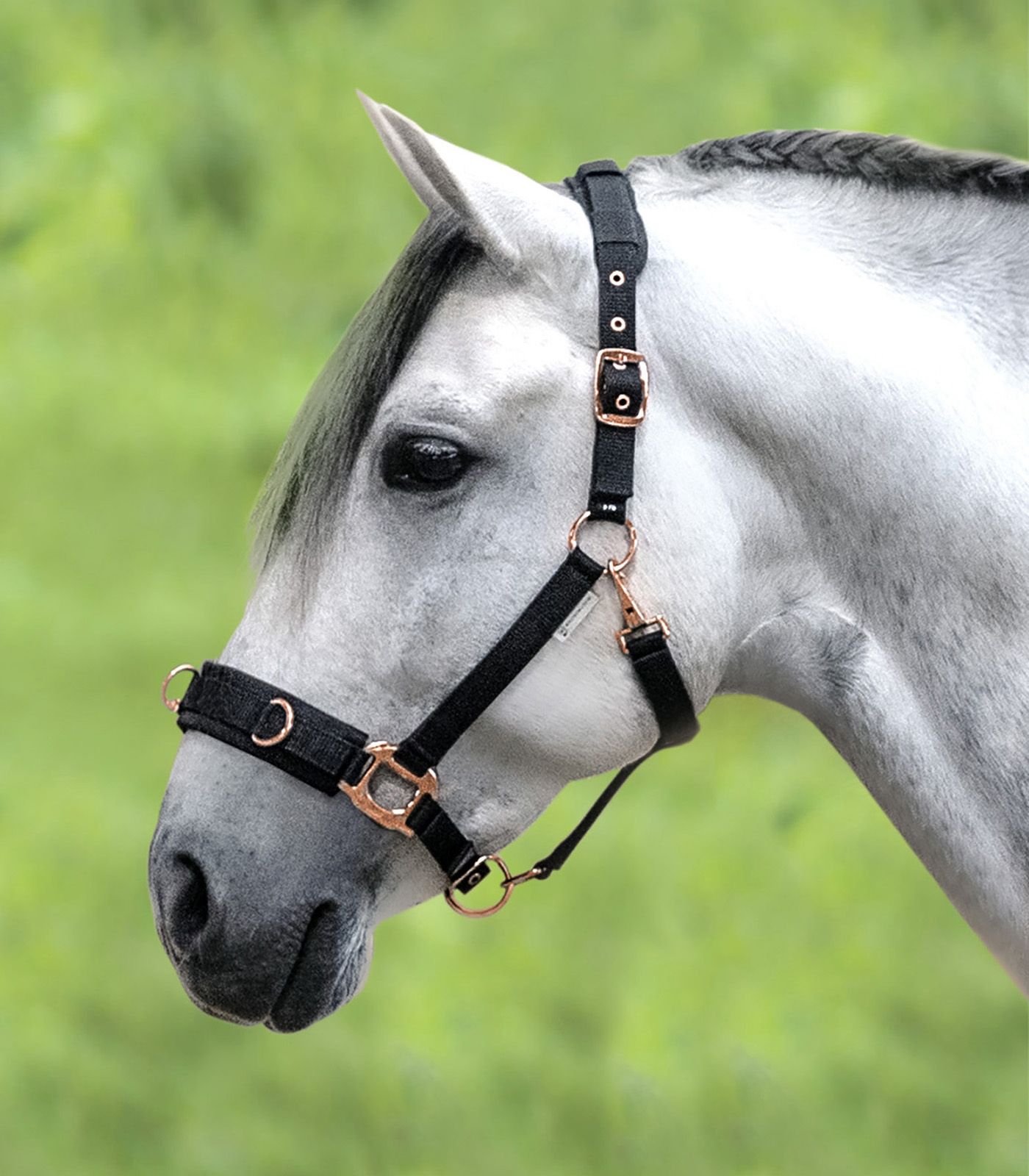 Rosé Lunging Halter | black | PON | 817201-PON