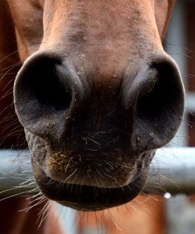 Respiratory Diseases in Horses | Waldhausen Blog